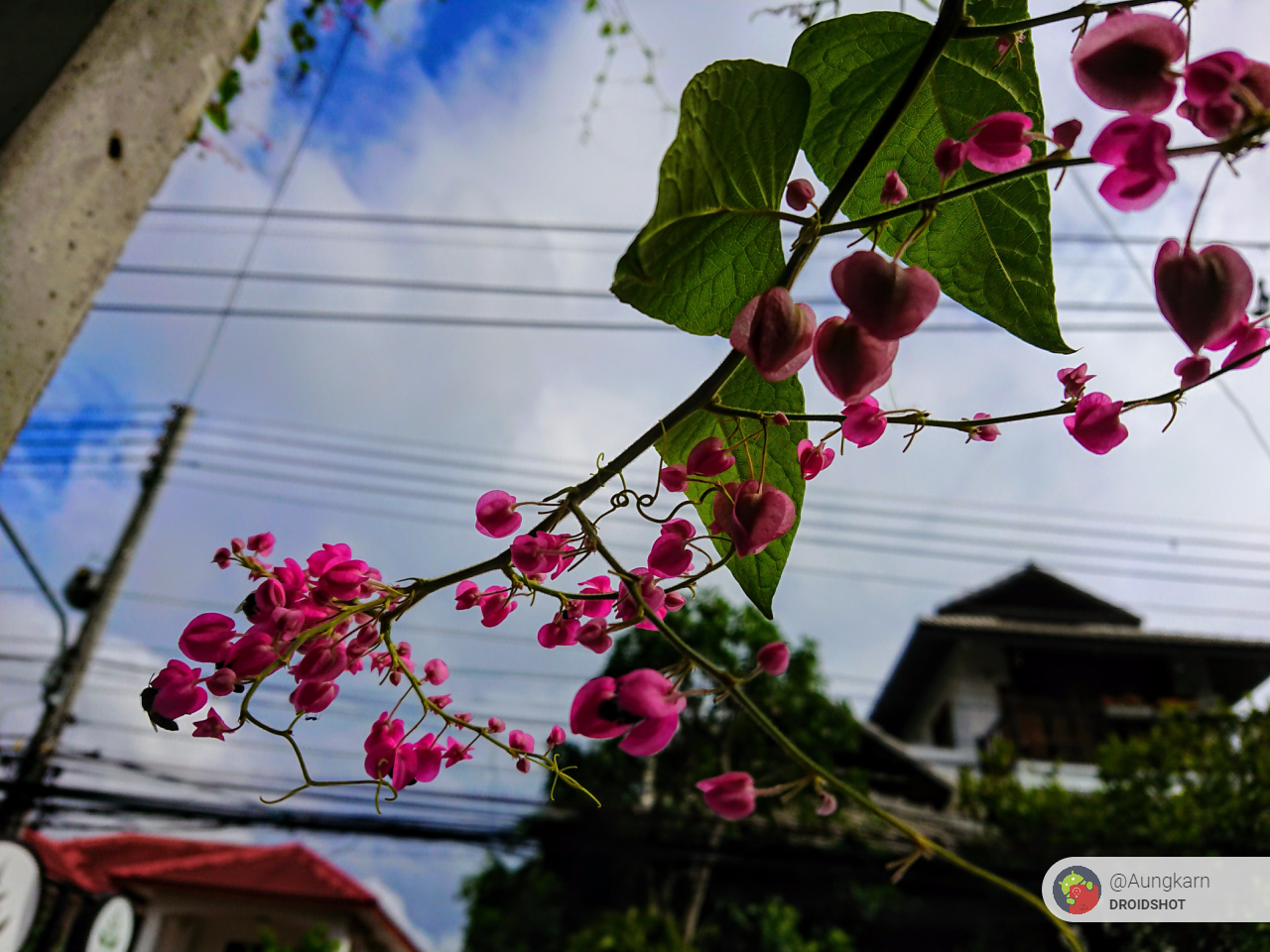 รวมภาพสวยจากกล้อง Android ผ่านแอป DroidShot ประจำสัปดาห์ที่ 33 | DroidSans