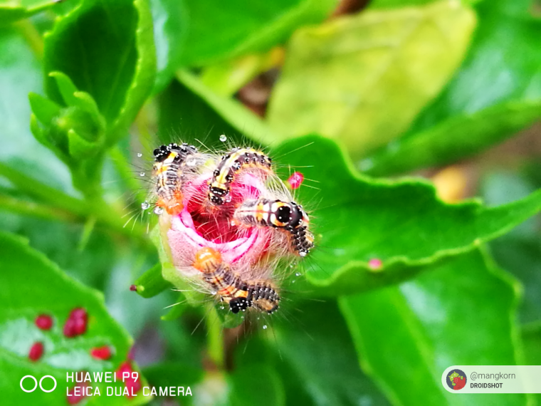 รวมภาพสวยจากกล้อง Android ผ่านแอป DroidShot ประจำสัปดาห์ที่ 36 | DroidSans