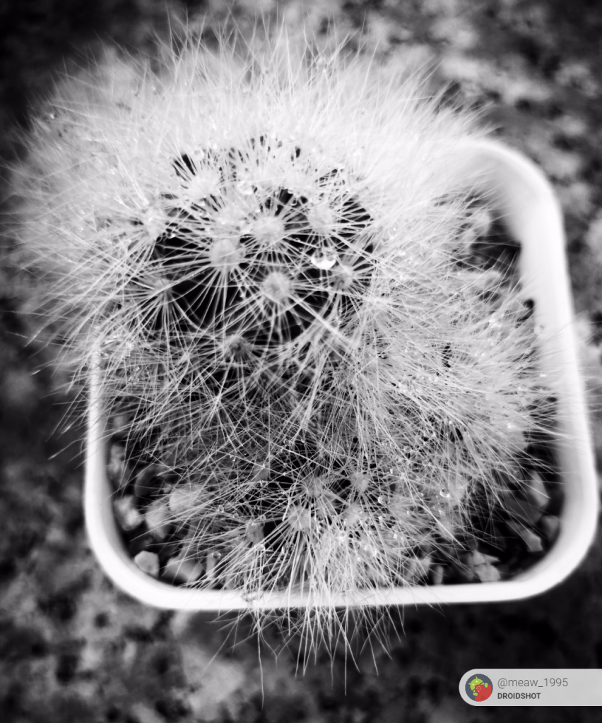 รวมภาพสวยจากกล้อง Android ผ่านแอป DroidShot ประจำสัปดาห์ที่ 40 | DroidSans