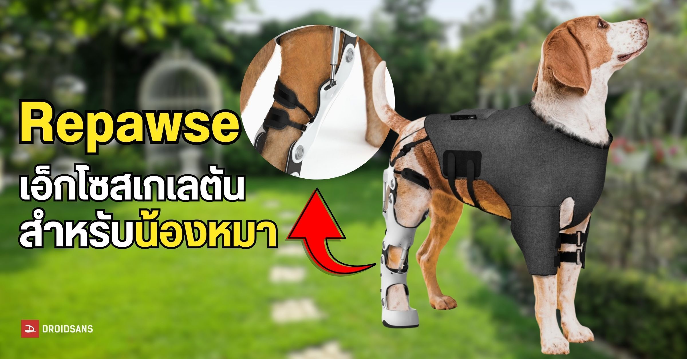 Repawse ชุดหุ่นยนต์อัจฉริยะขยับตามคำสั่งกล้ามเนื้อ ช่วยให้น้องหมาพิการ ...